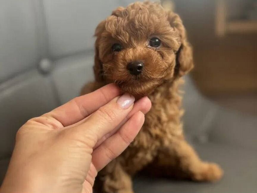 Щенки той пуделя