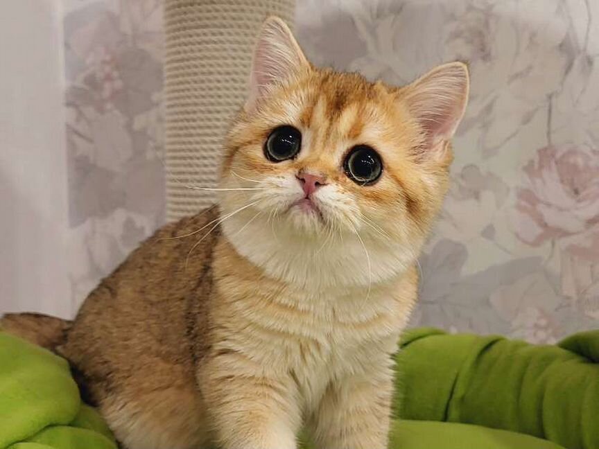 Мягкая игрушка котенок