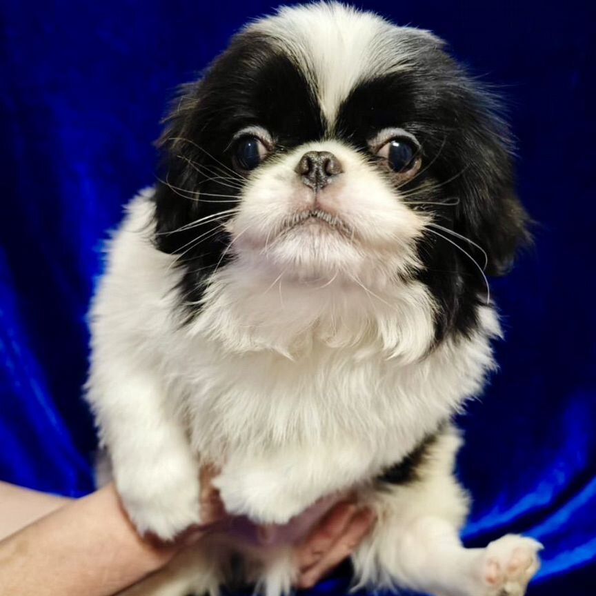 Щенки японский хин