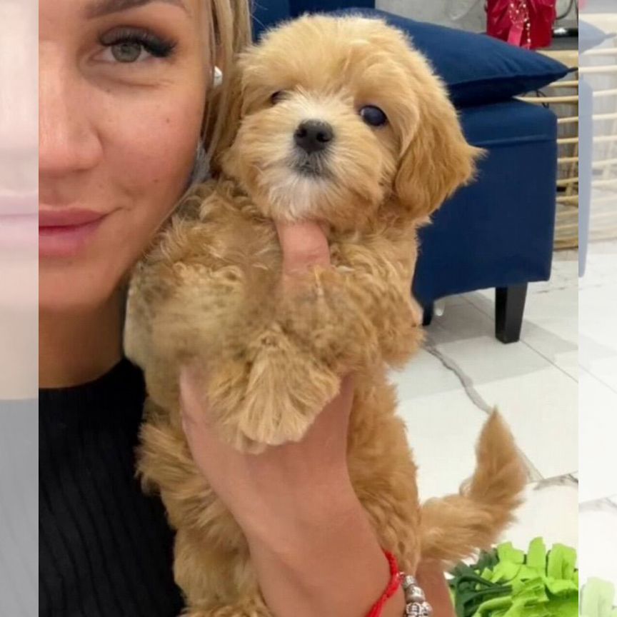 Мальтипу, щенок