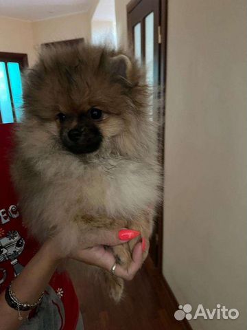 Щенки померанского шпица