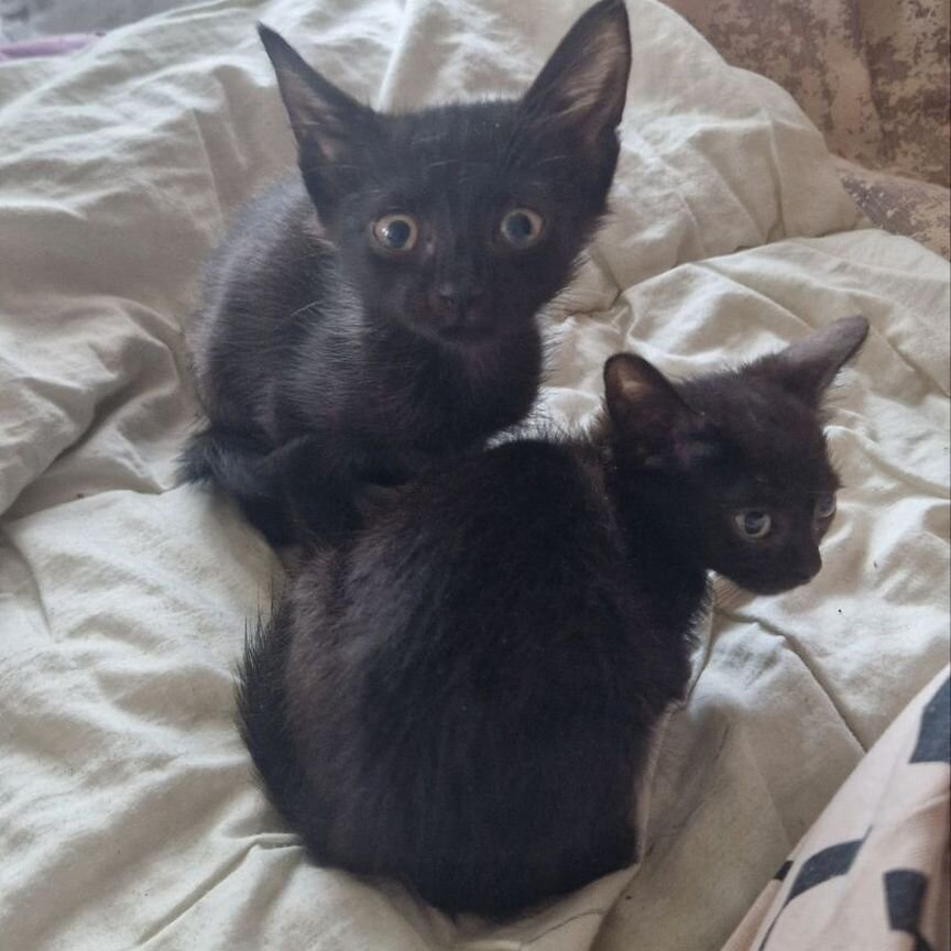 Котята в добрые руки бесплатно