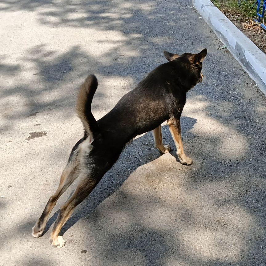 Пес ищет доброго хозяина