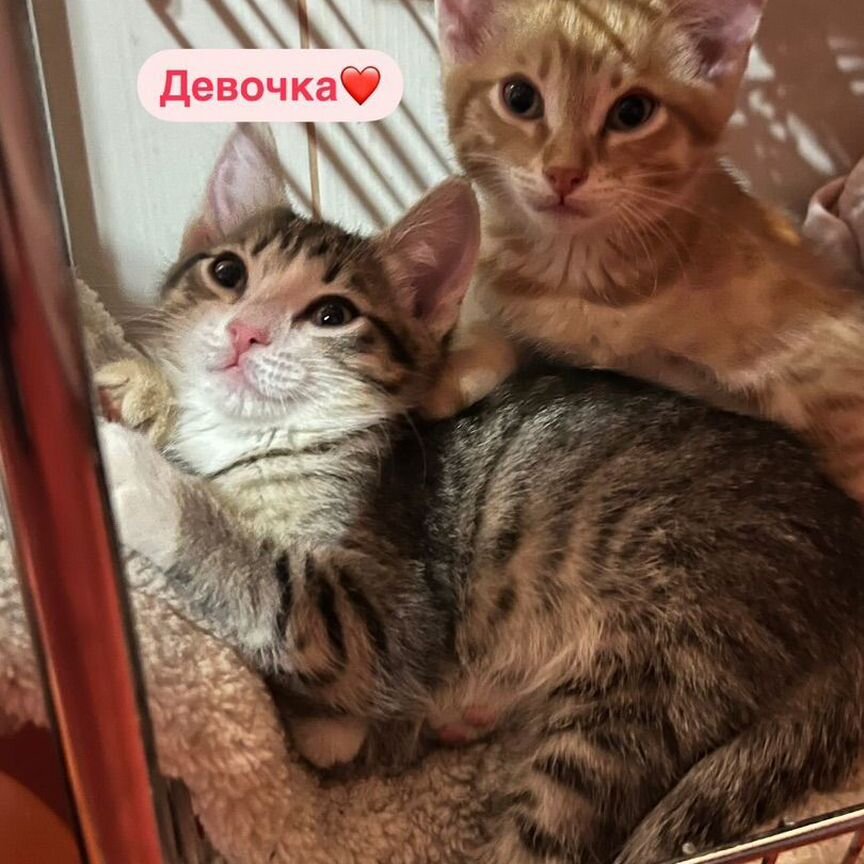 Отдадим 2 чудесных котят