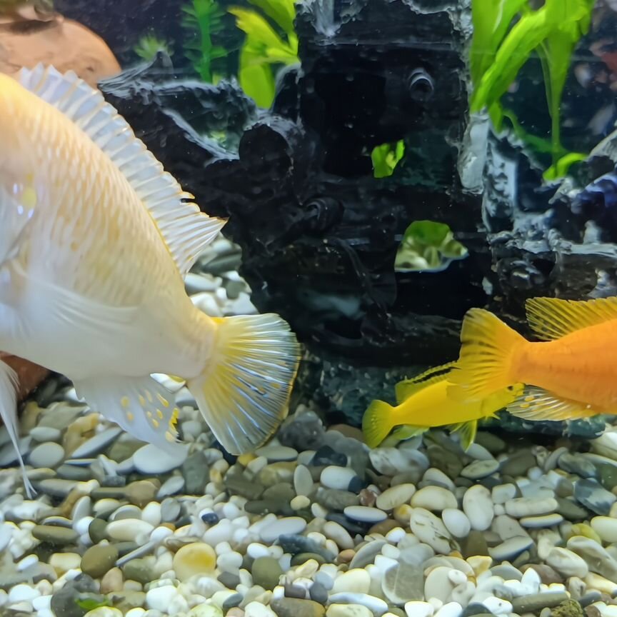 Красные цихлиды