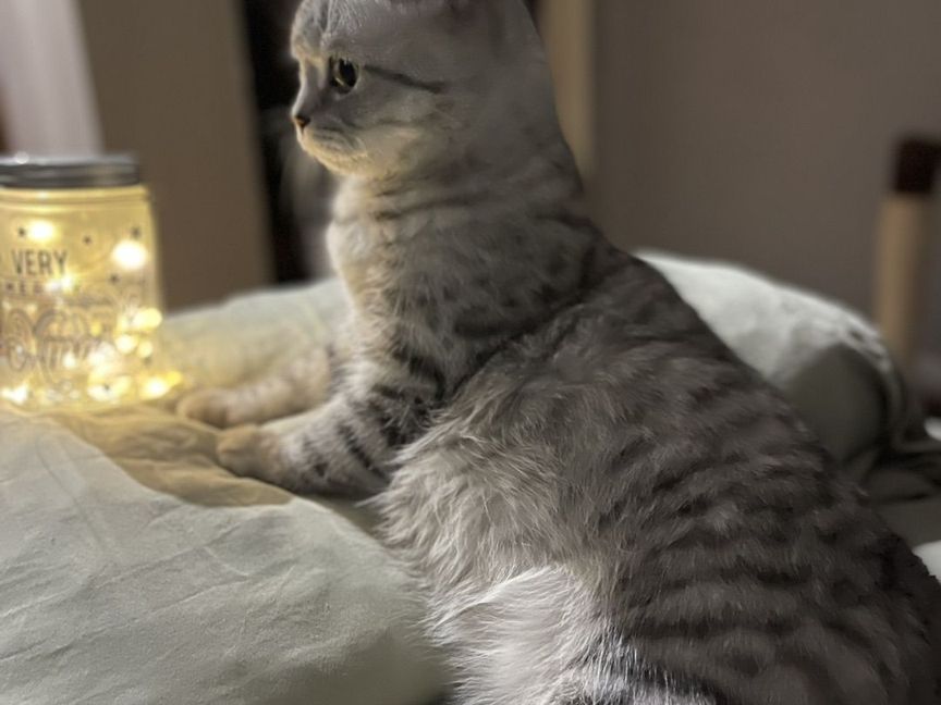Скоттиш страйт котята