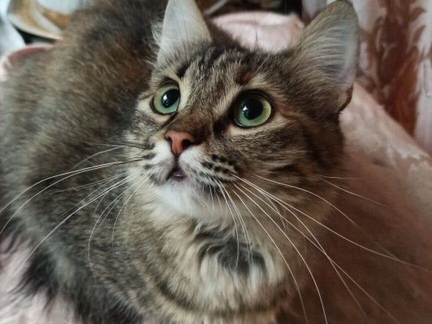 Кошка Стеша