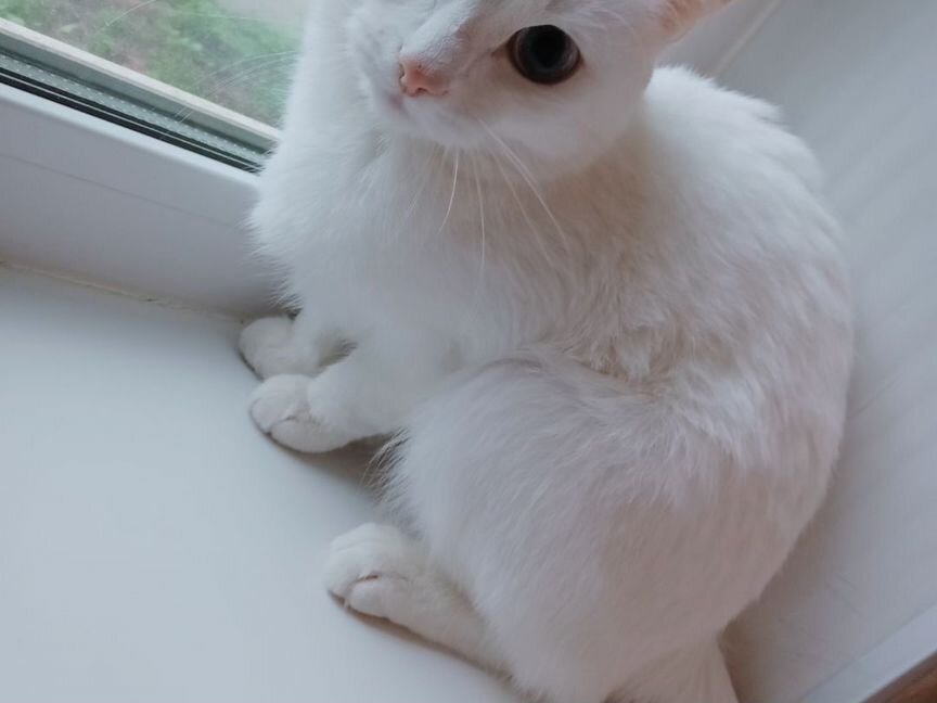 Кошка турецкая ангора