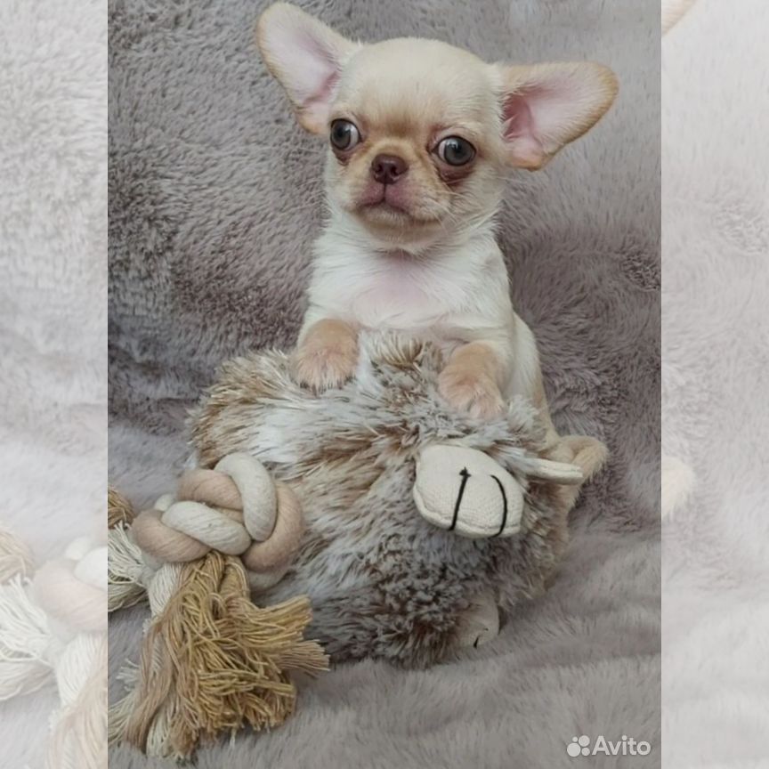 Малыши мальчики