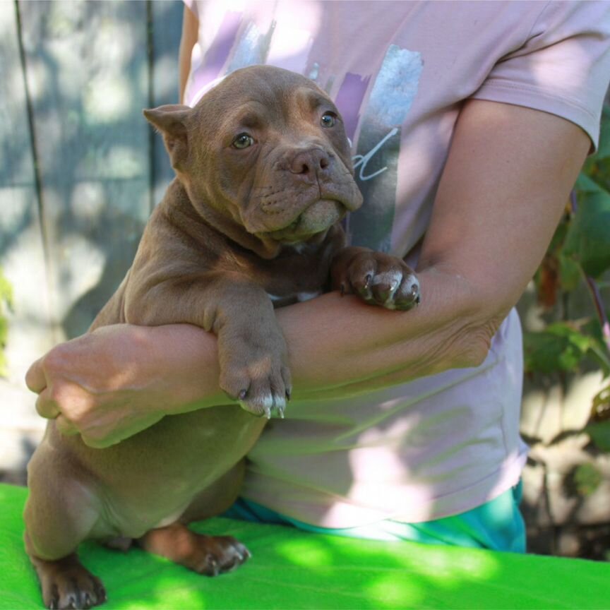 Замечательные детки американского булли