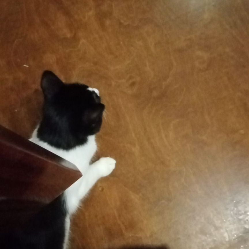 Отдам бесплатно кошку 9 месяцев