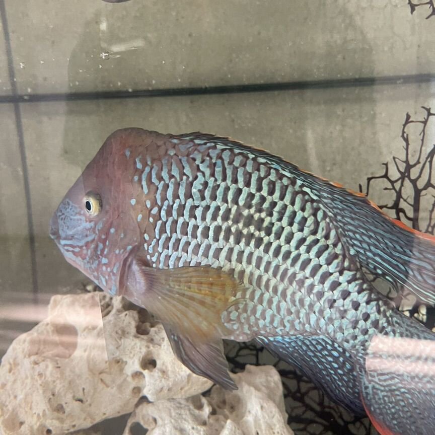 Аквариумные рыбки