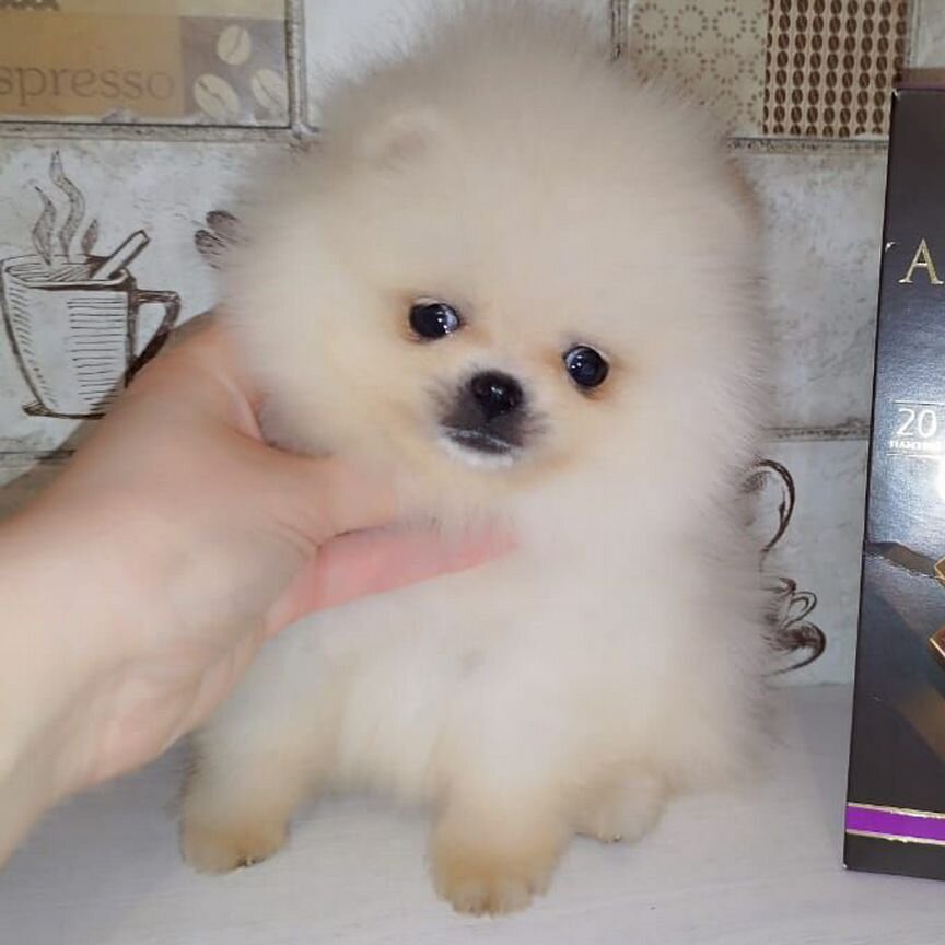 Померанский шпиц, щенок