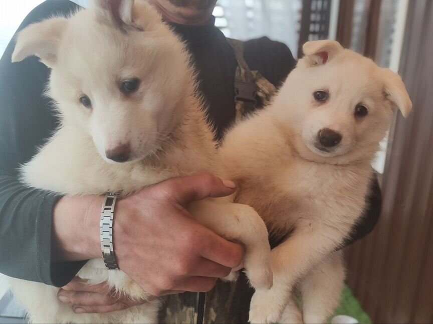 Лайка