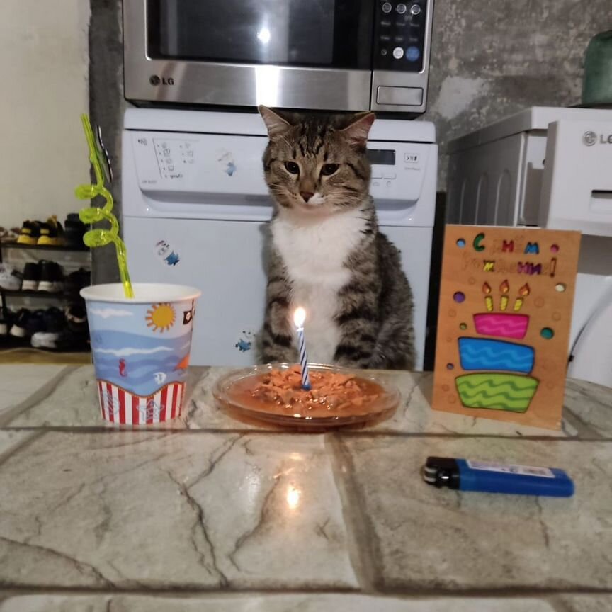 Ласковый домашний кот может стать бездомным