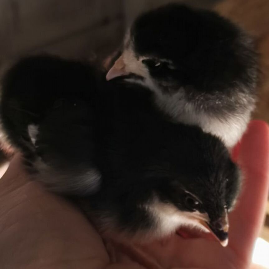 Цыплята черно-медный маран