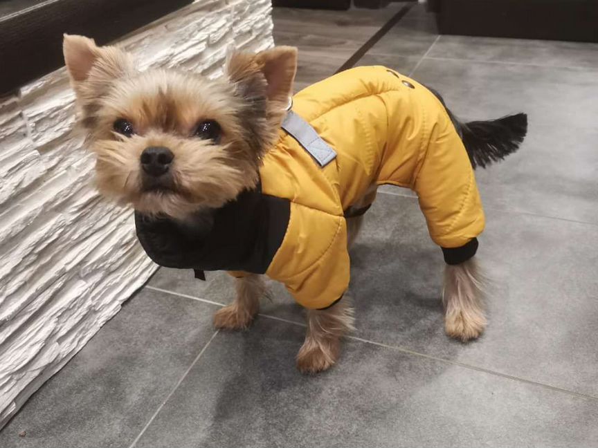 Куртка, жилетка, комбинезон для собак