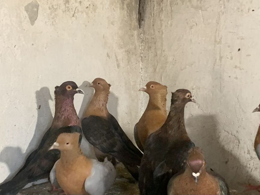 Голубь Архангельский снегирь