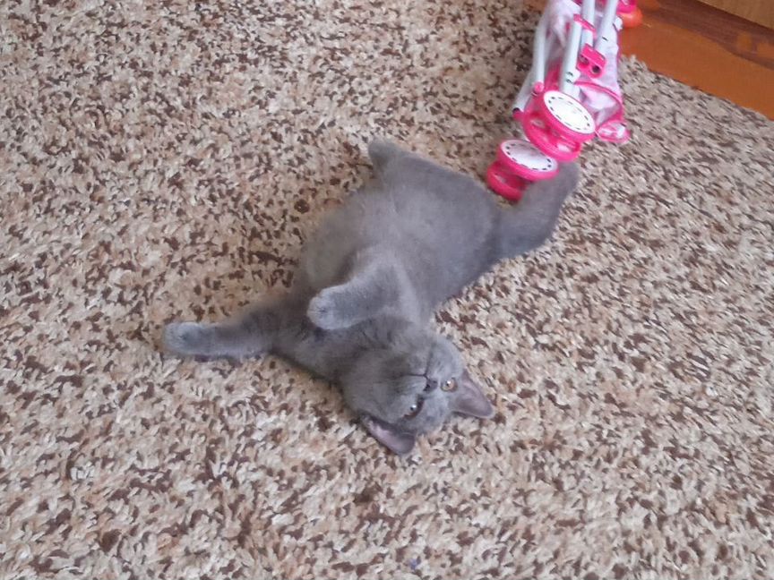 Британская кошечка вязка