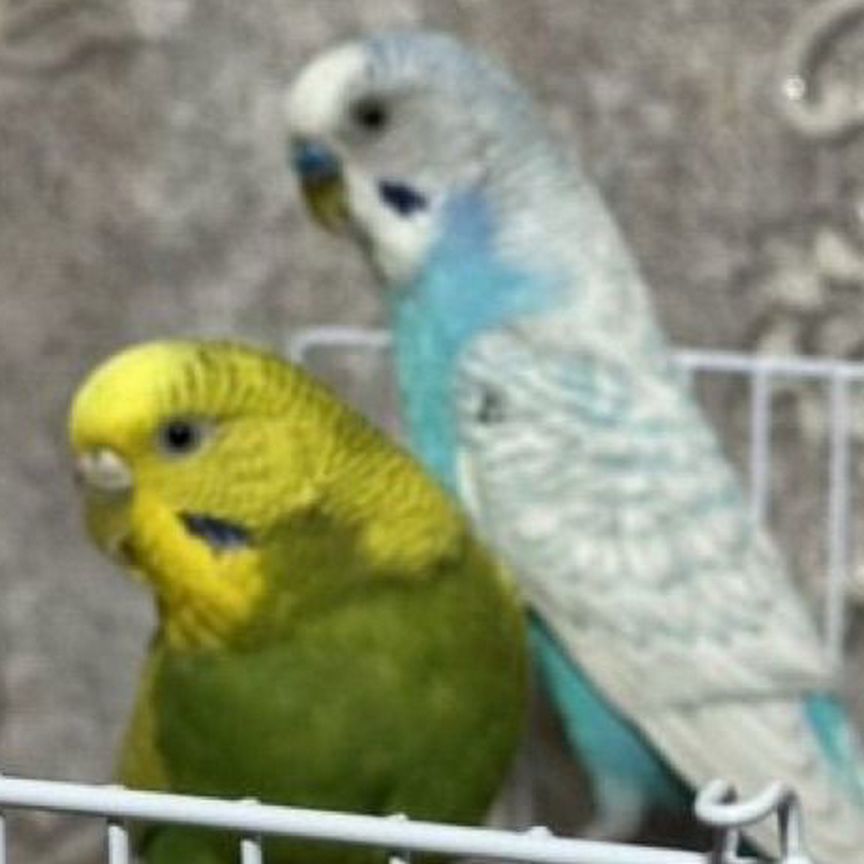 Волнистые попугаи (пара) с клеткой