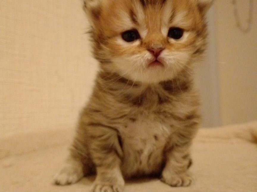Шотландские котятки