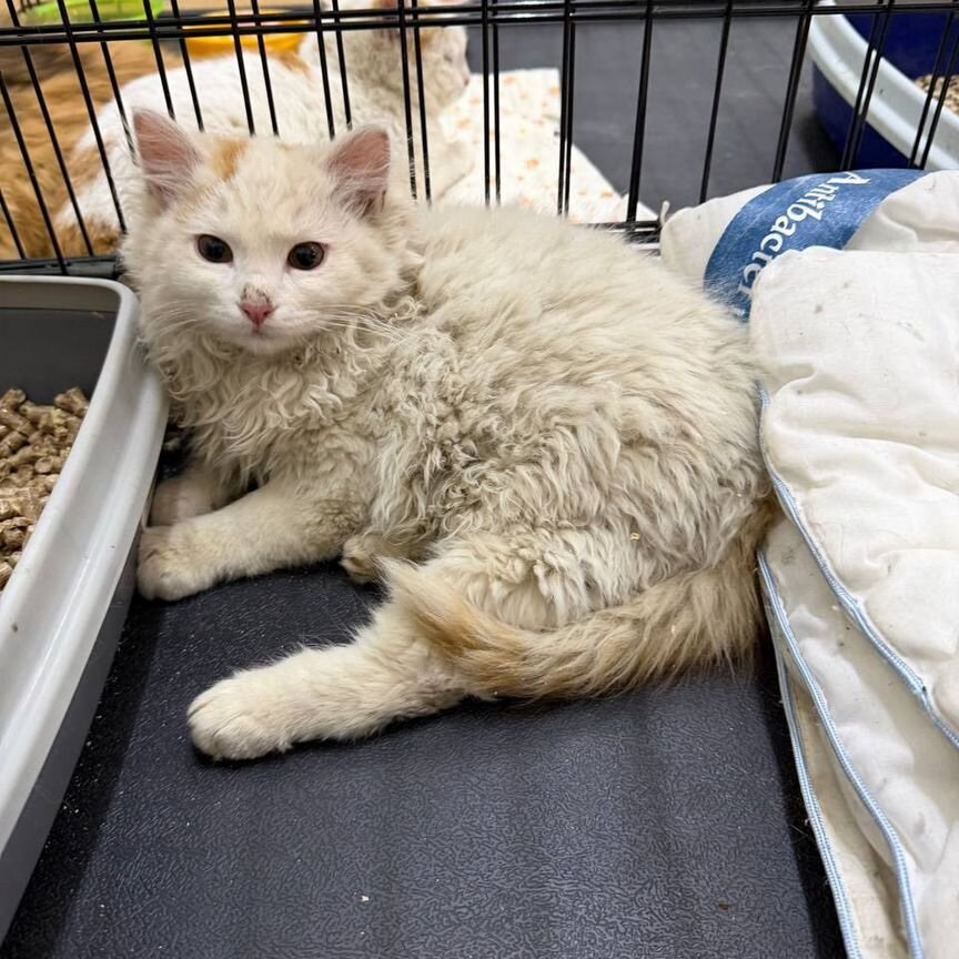 Котёнок в добрые руки