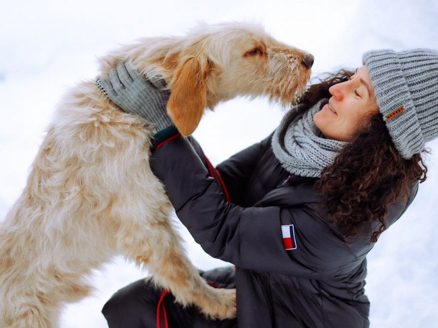 Молодой оттерхаунд в самые добрые руки