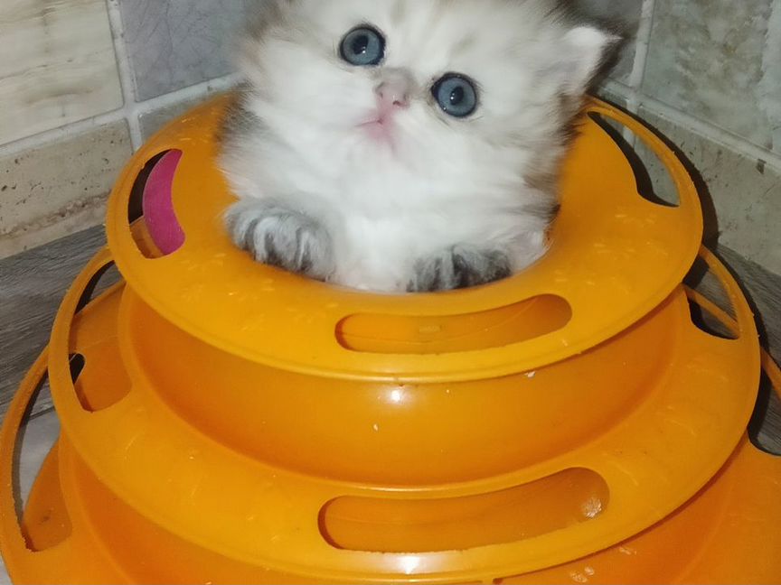 Невозможно милые котики