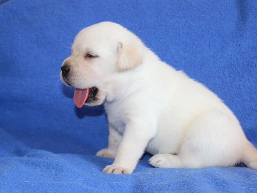 Щенки лабрадора