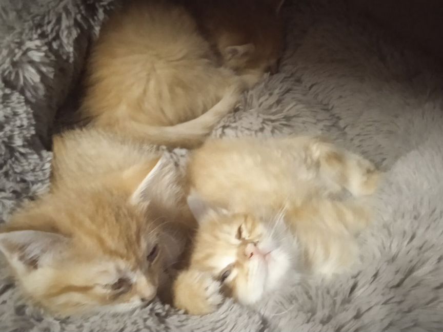 Котята рыжики