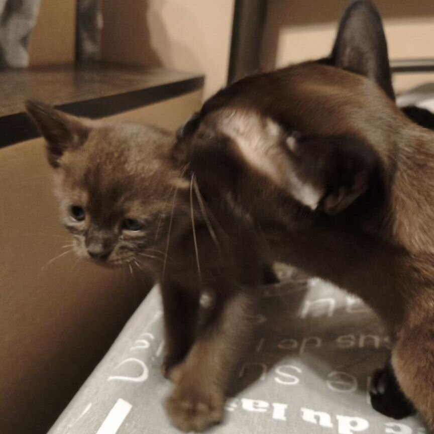 Европейский бурманский котёнок