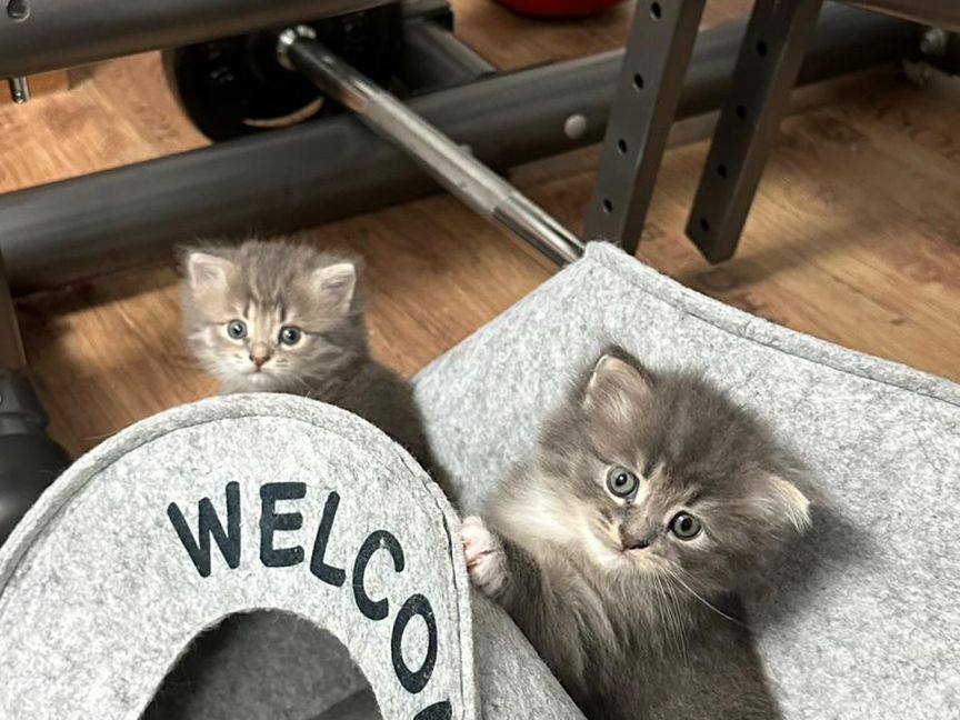 Котята