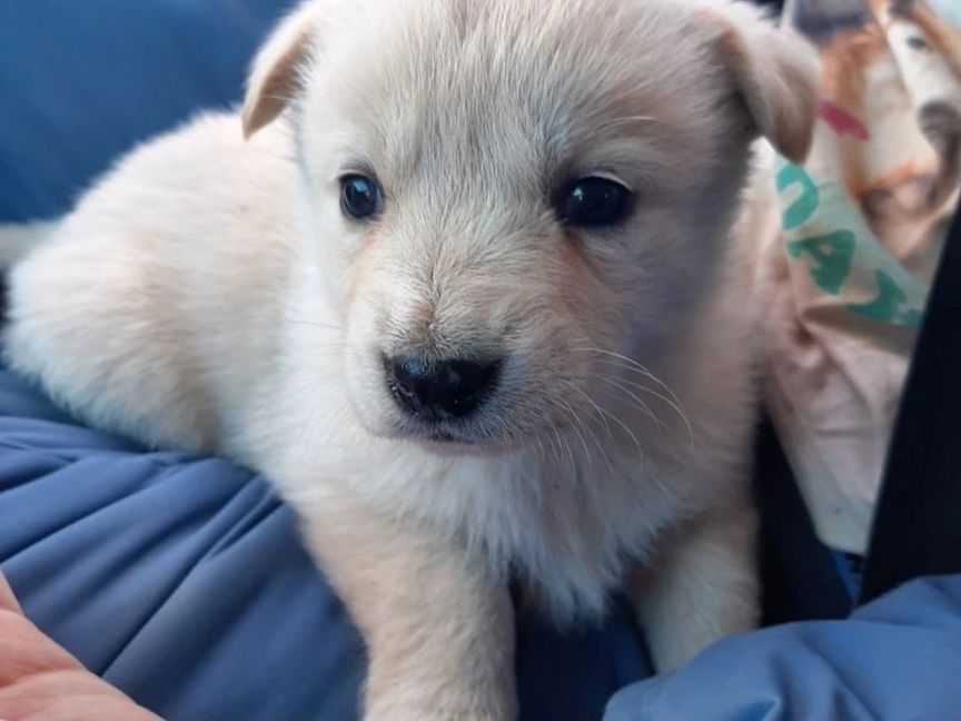 Щенки небольшой собаки