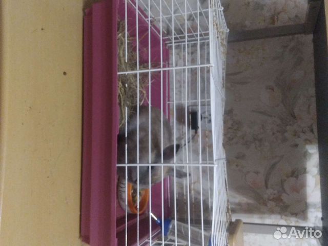 Карликовый вислоухий кролик 5 месяцев