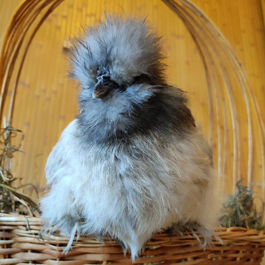 Китайские шелковые инкубационное яйцо