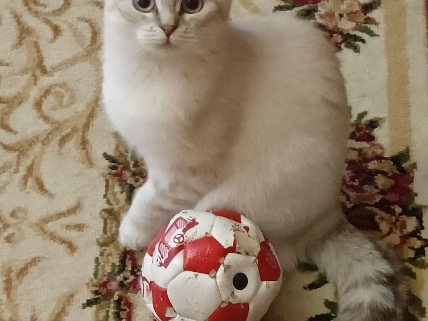 Котёнок 9 месяцев Вислоухая шотландка