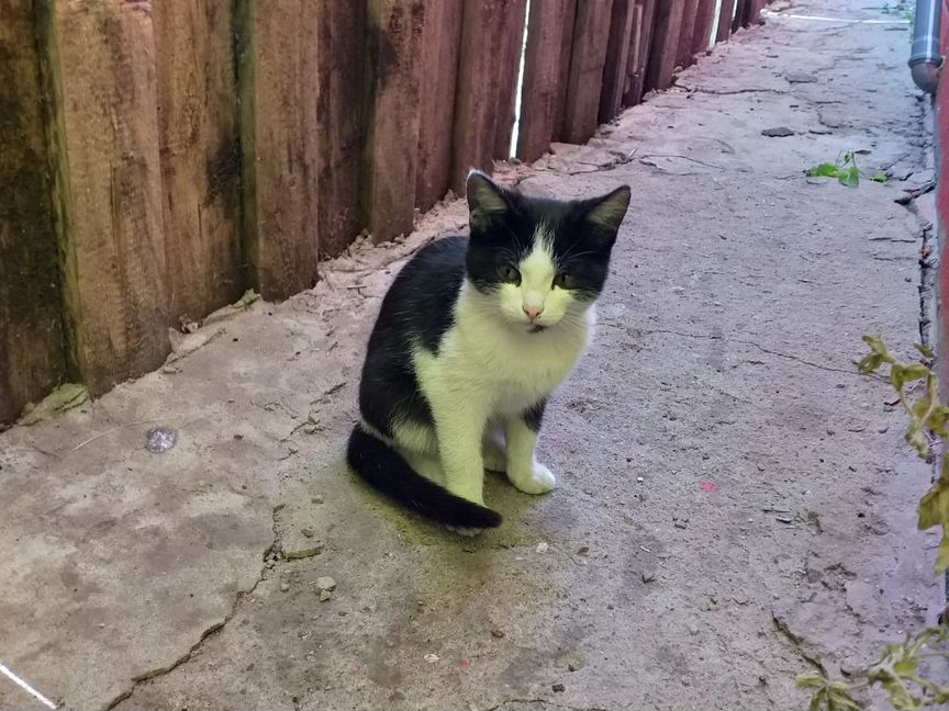Соседи продали дом и оставили двух котят и кошку