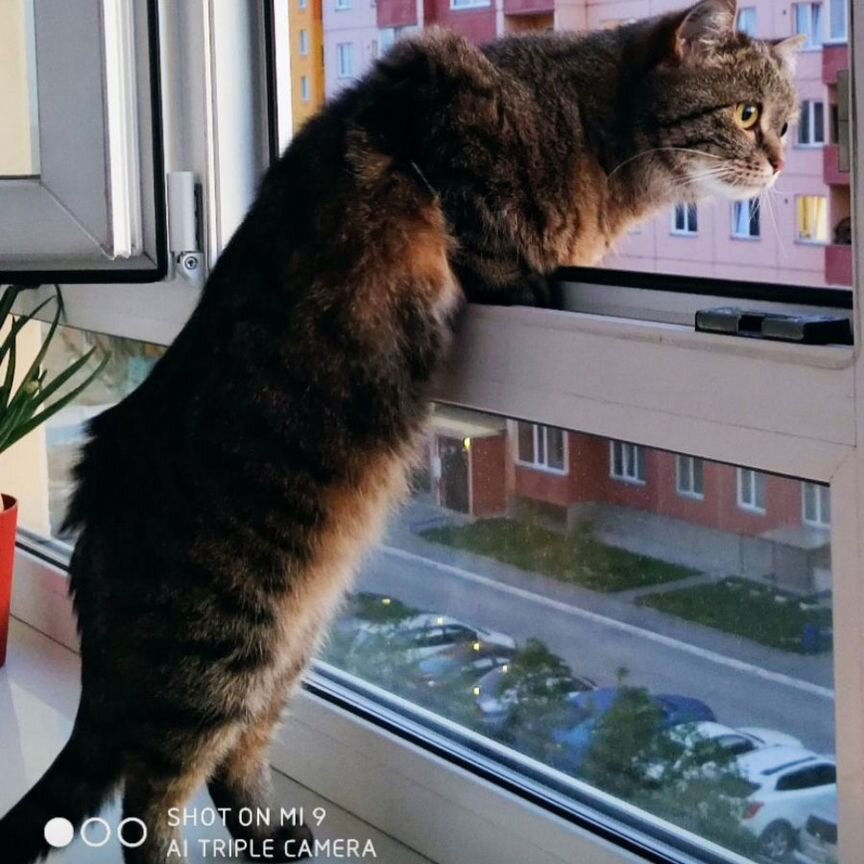 Кошечка Соня в добрые руки