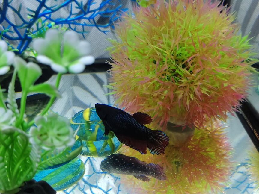 Рыбка Петушок самка бесплатно