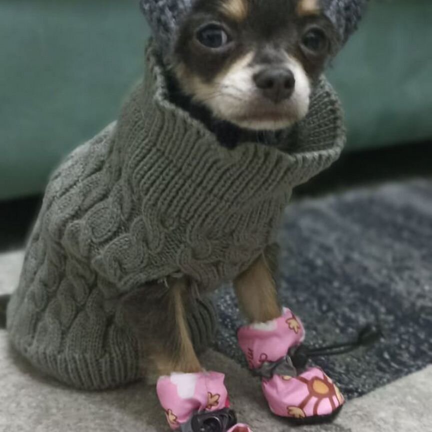 Чихуахуа девочка