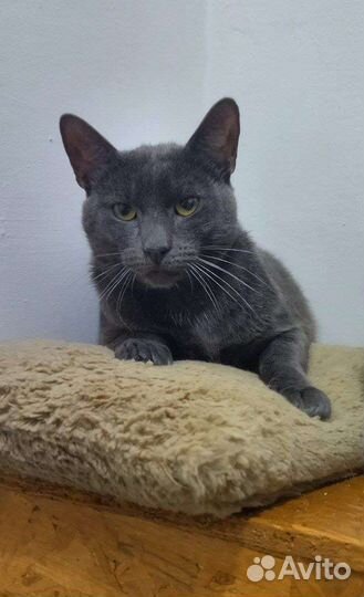 Кот в добрые руки