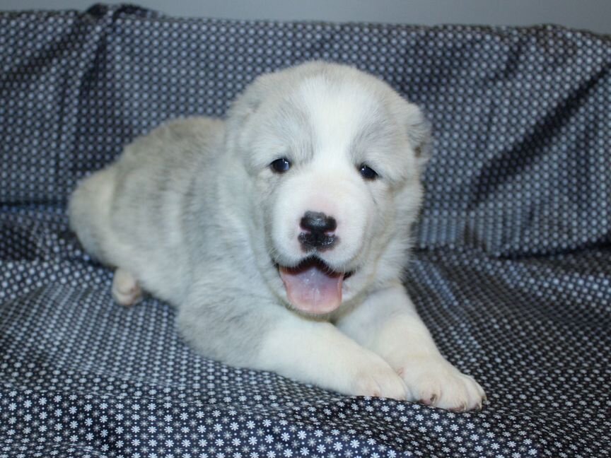 Среднеазиатская овчарка щенок девочка