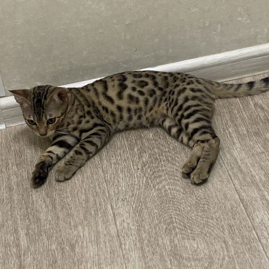 Бенгальская кошка