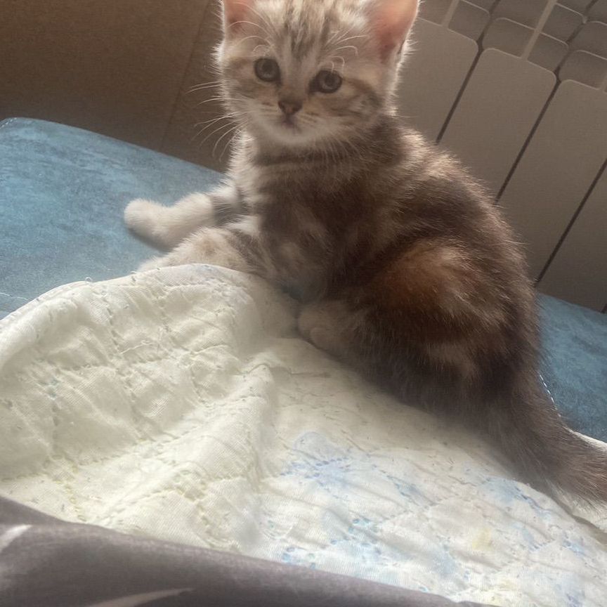 Шотландские котята