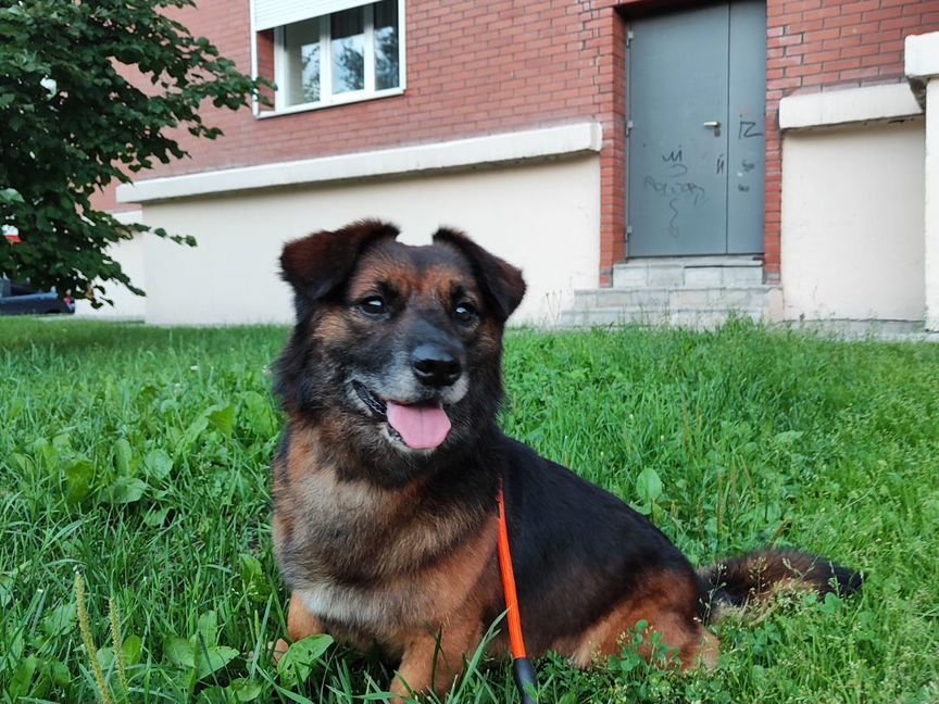 Маленькая собака в добрые руки