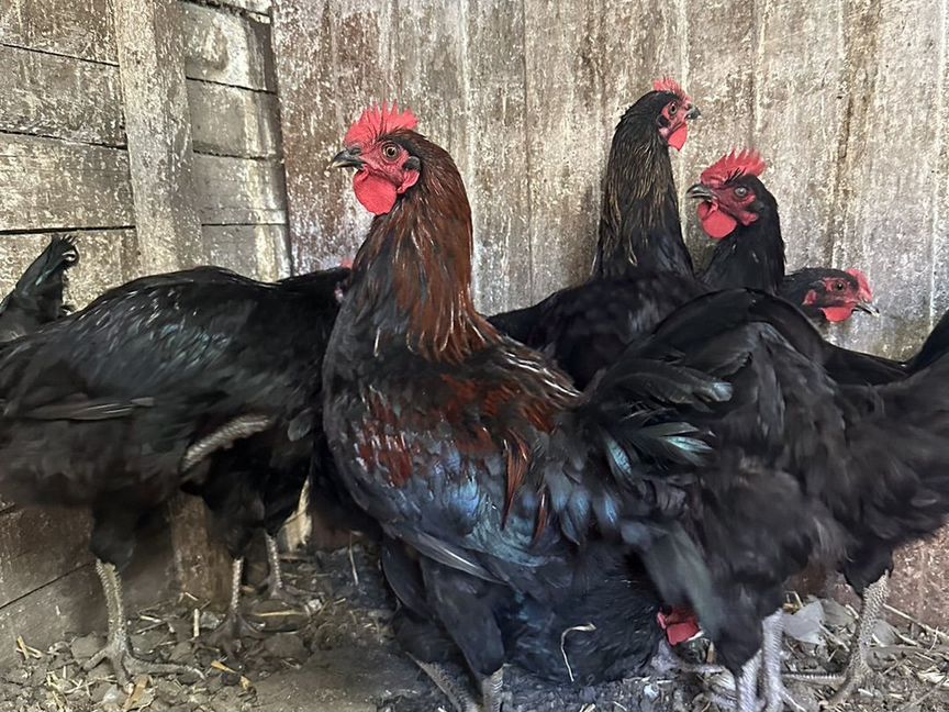 Молодые петухи