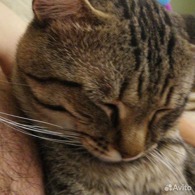 Обкуренный кот король Сибири