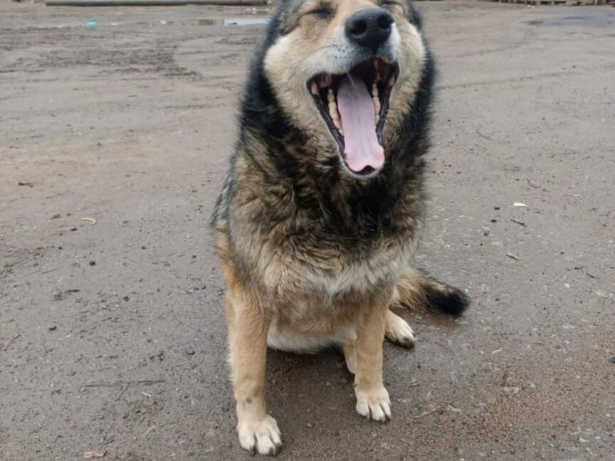 Собака живет на дороге нужен дом