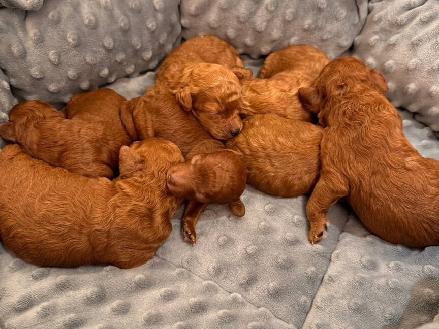 Щенки Той-пудель ред браун РКФ