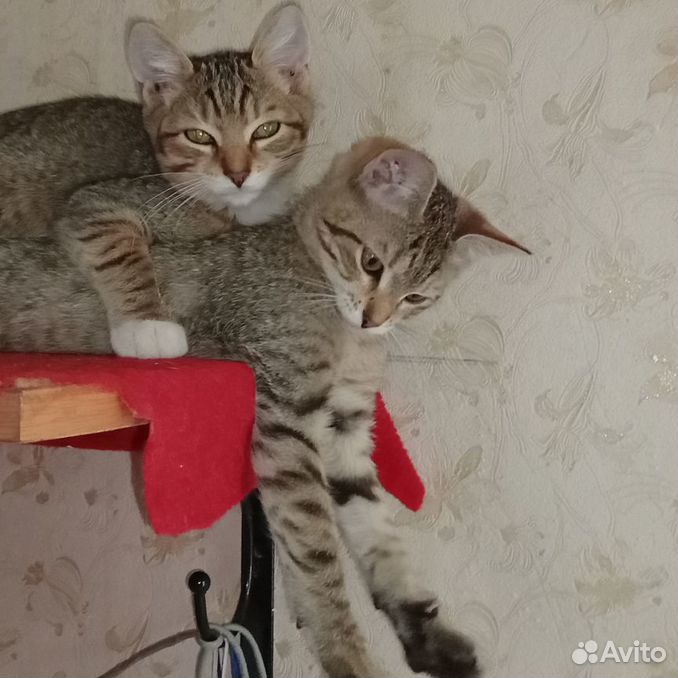 В добрые и заботливые руки